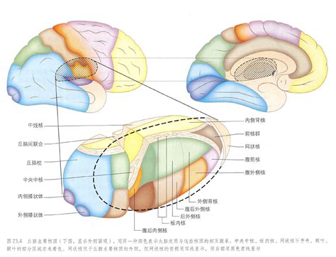 【神外解剖学】丘脑多图详解 脑医汇