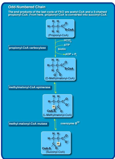 Mundo da Bioquímica blog sobre bioquímica Mapa metabólico sobre a