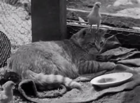 Lazy Days Cinema Cats