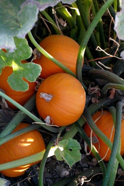 Kandy Korn Plus Pumpkins Berlin Seeds