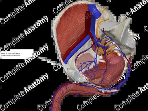 Vesical Venous Plexus Complete Anatomy