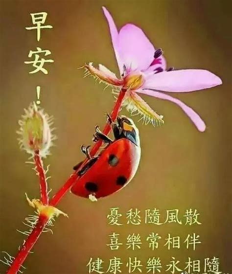 星期三清早很漂亮的早上好動態圖片帶字早安問候暖心說說句子 每日頭條
