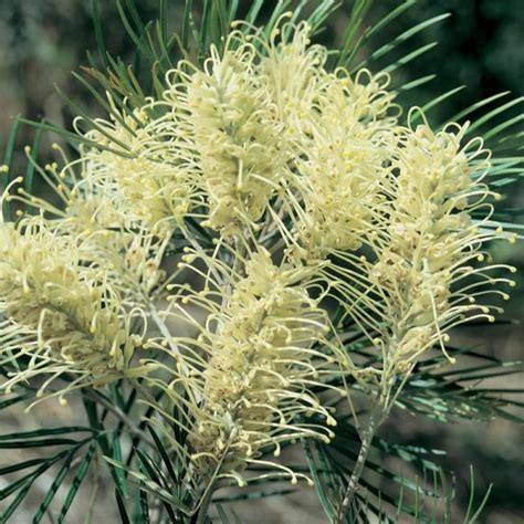 Grevillea Banksii Alba White Flower Grevillea Seeds X10 Ole Lantana Seed Store
