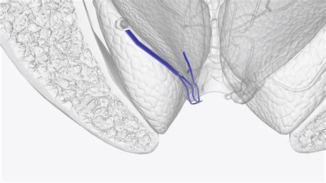 Premium Photo The Inferior Rectal Veins Are Located In The External Hemorrhoidal Plexus