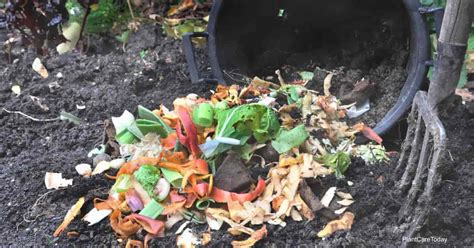 Compost Plant Care Today