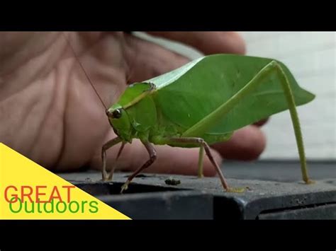 Grasshopper Bug Grasshopper Bug