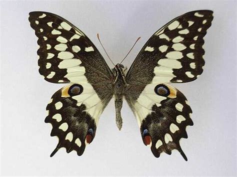 Papilio Morondavana Wikiwand
