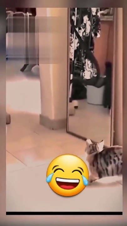 😳🤕😂لوضحكتمنقلبكمتنساشتعمللايكوشتراكفيالقناةعشانيوصلككل