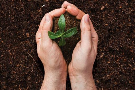 اجرای طرح سراسری کاشت نهال در سراهای دانشجویی دانشگاه‌های علوم پزشکی خبرگزاری مهر اخبار