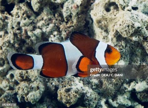 Percula Photos And Premium High Res Pictures Getty Images