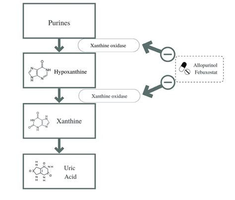 Pharmacological Urate Lowering Therapy Xanthine Oxidase Inhibitors