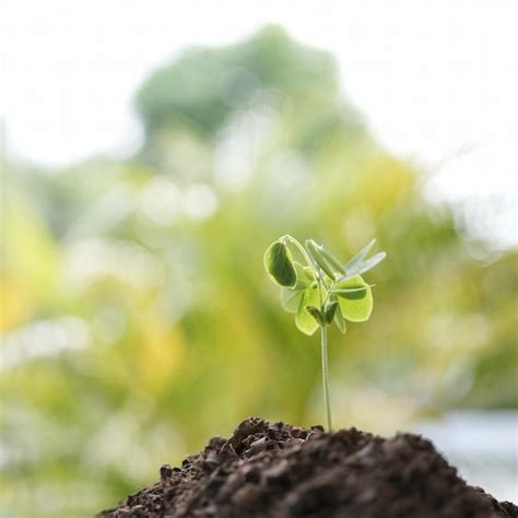 Premium Photo Small Rain Tree Sprout Growing