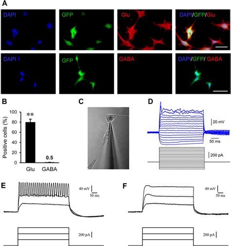 Induced Neurons Showed Mature Neuronal Properties At Six And Ten Weeks
