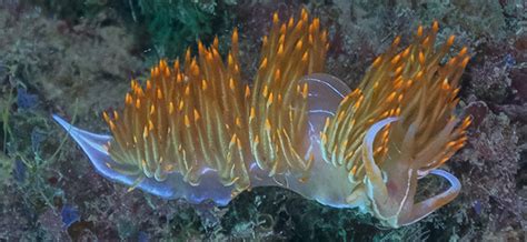 Barnacles Classification Features And Species