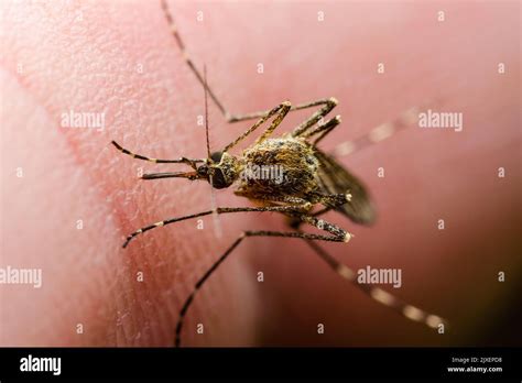 Malaria Infected Mosquito Bite Leishmaniasis Encephalitis Yellow