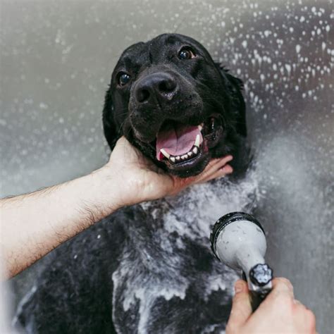 Pet Grooming And Bathing Wachusett Animal Hospital