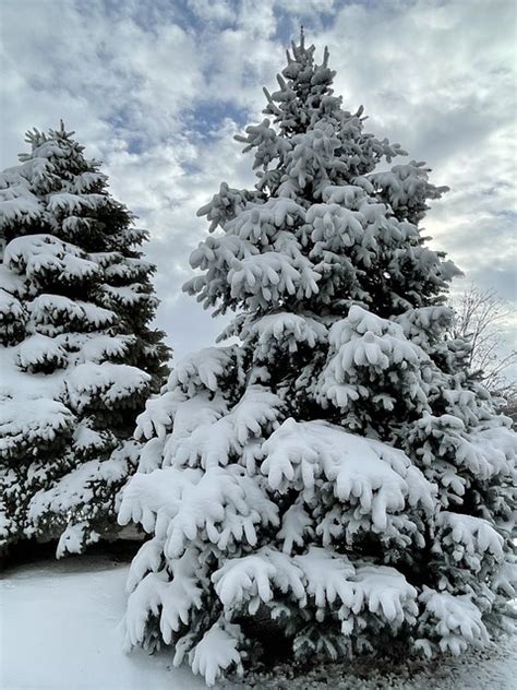 Pinheiro Neve Foto Gratuita No Pixabay Pixabay