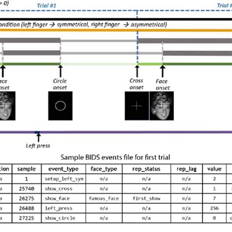 Schematic Diagram Of The Temporal Organization Of Events Two Trials Of Download Scientific