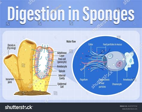 Sponges Complete Or Incomplete Digestive System At Robin Bradley Blog
