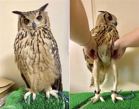 Lots Of Hilarious Pictures Of Owl Legs For You To Enjoy