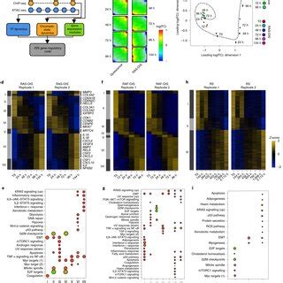 A Hierarchical TF Network Defines The Senescence Transcriptional Download Scientific Diagram