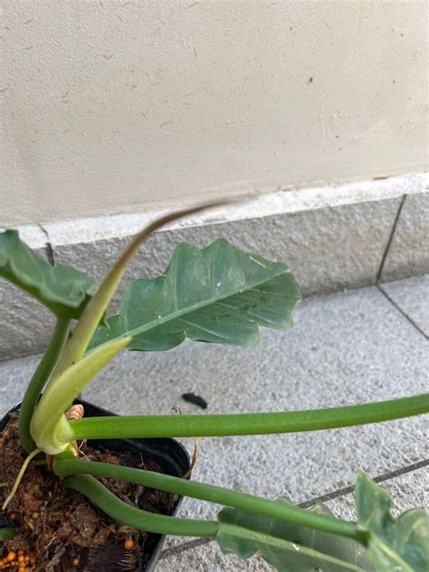 Pluto Plant Furniture And Home Living Gardening Plants And Seeds On