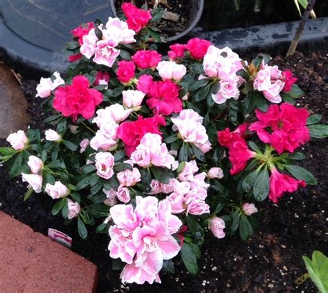 Hybrid Dwarf Azalea Dwarf Azaleas Azaleas Flowers