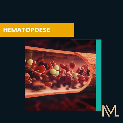 Hematopoiese Inml