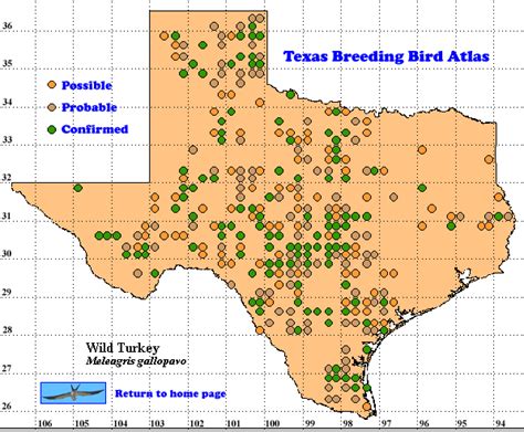 Wild Turkey The Texas Breeding Bird Atlas