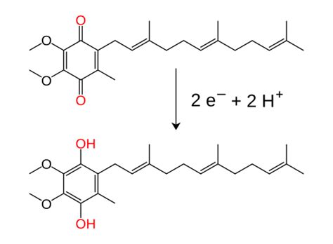 Oxidative Phosphorylation Wikipedia