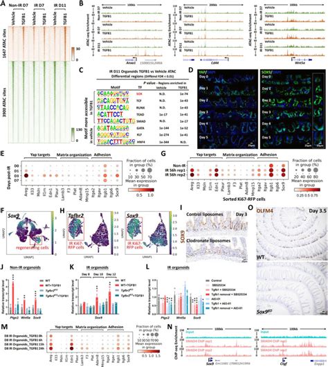 Tgfb1 Induces Fetal Reprogramming And Enhances Intestinal Regeneration