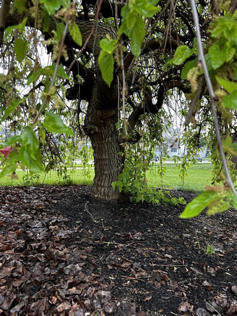 Identify Tree R Plantidentification