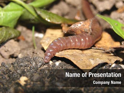 Earth Macro View Worm Moving Powerpoint Template Earth Macro View Worm Moving Powerpoint