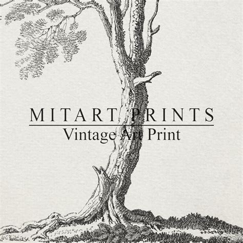 Antique Tree Sketch Print Vintage Tree Etching Art Antique Etsy