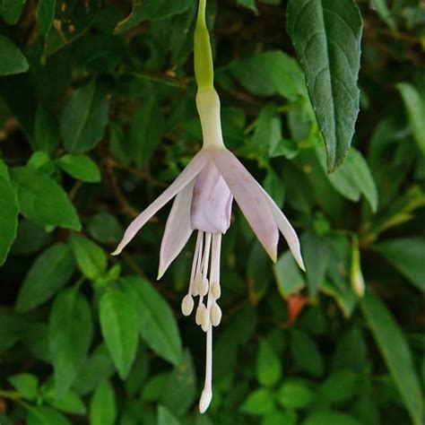 Fuchsia Magellanica Var Molinae Godet De 8 Cm Jardiland