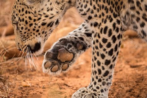 Leopard Claws Hot Sex Picture