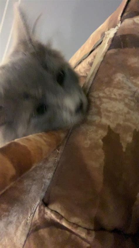 My Kittys Being Silly Rsillycats