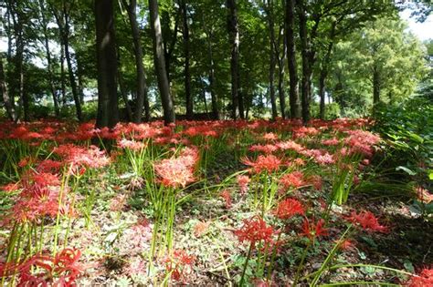 相模原北公園の彼岸花 2024年の見頃と現在の開花状況は？｜曼珠沙華・リコリス 歩いてみたブログ