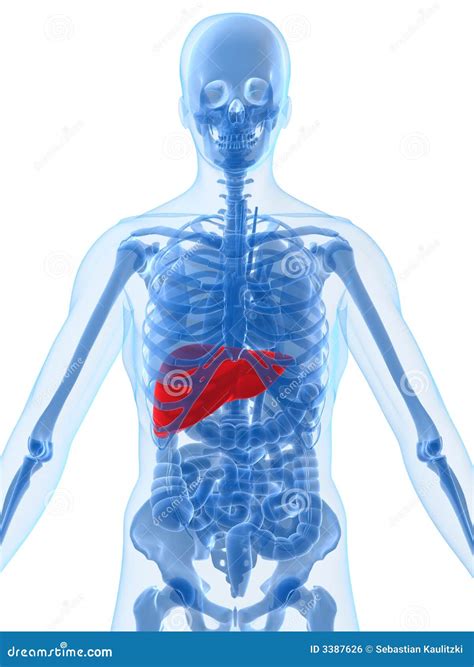 Anatomía Humana Con El Hígado Stock de ilustración Ilustración de