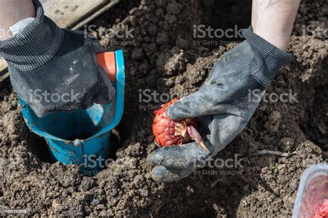 손은 토양에 꽃의 전구를 심습니다 땅에 심기 전에 글라디올러스 전구를 잡고있는 손 개념에 대한 스톡 사진 및 기타 이미지
