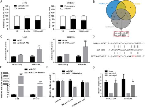 Hoxa As3 Binds To Mir 1286 In Os Cells A Subcellular Localisation Of Download Scientific