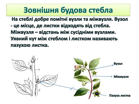 Пагін Його будова презентация онлайн