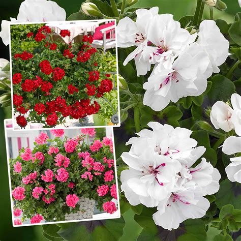 Geranium Plant Sunflair Mix Marshalls Garden