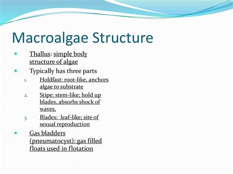 Algae Kingdom Protista Ppt Download