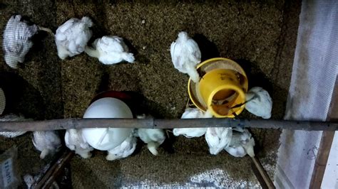 Aggressive Broiler Yolov7 Object Detection Dataset By Broilers