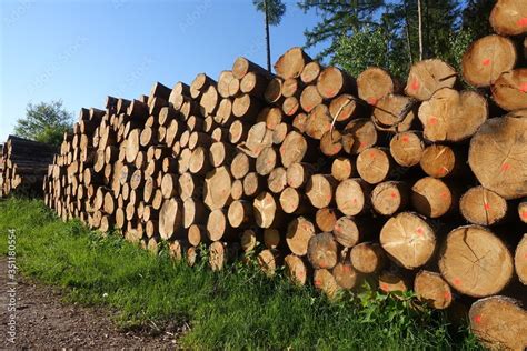 Stammholz Brennholz Bauholz Stammholz Stock Photo Adobe Stock