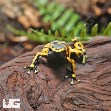 Adult Bumblebee Dart Frog Dendrobates Leucomelas For Sale