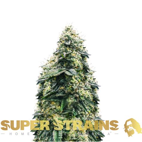 La Cucaracha Super Strains Seeds Fem Original Seeds Store