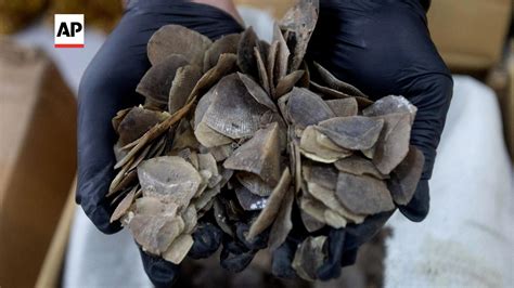 Indonesia Seizes More Than A Ton Of Endangered Pangolin Scales Said To