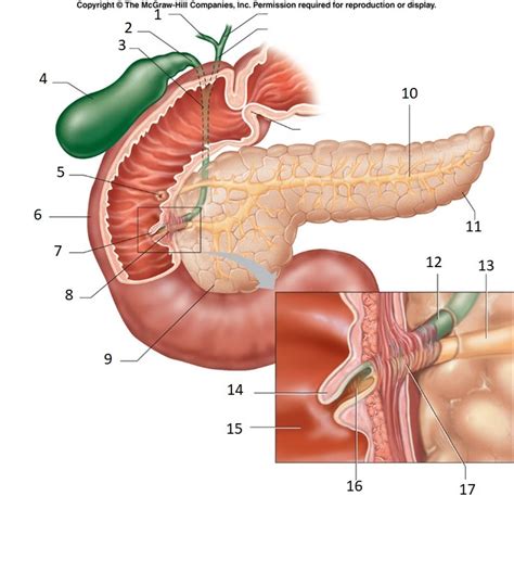 Biol 1131 Liver And Gallbladder Diagram Quizlet